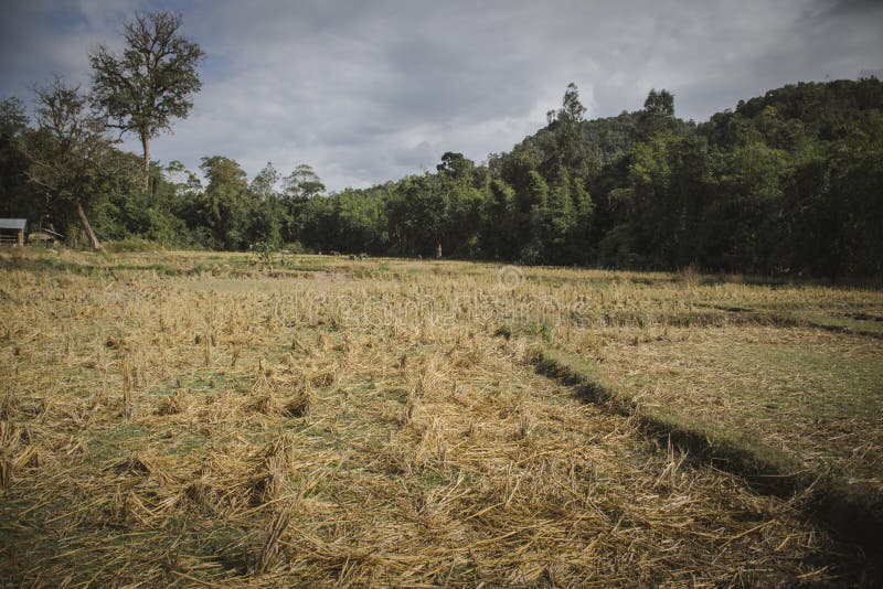 View of Cut Rice Field after Harvest for Background Stock Image - Image ...
