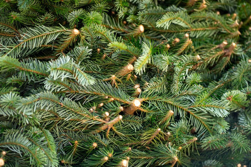 View of Cut Spruce Branches Stacked. a Large Pile of Cut Green Spruce ...