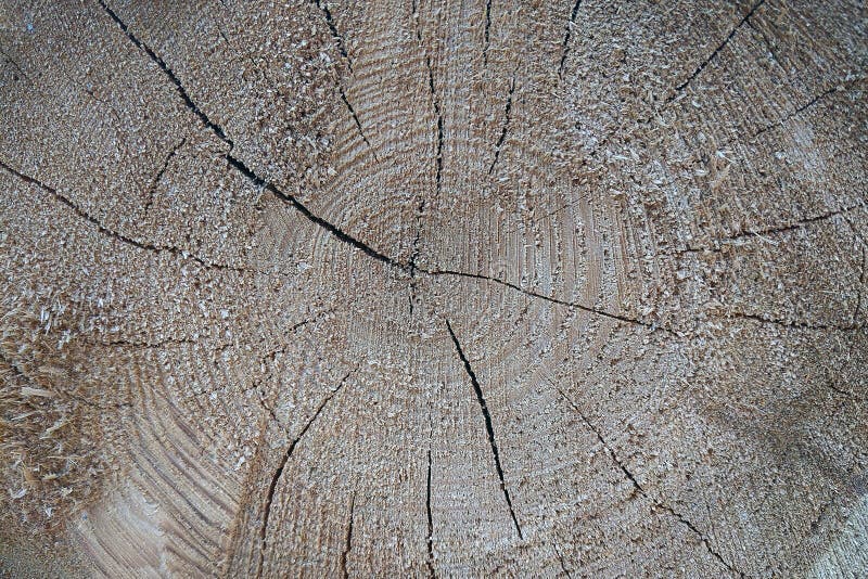 View of the Cut Tree Trunk, Wood Texture, Background. Stock Image ...