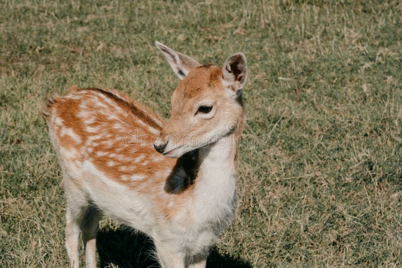 View of a Cute Baby Deer Standing in the Middle of the Field on a Sunny ...
