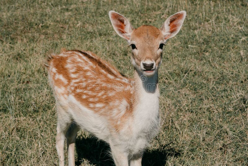 View of a Cute Baby Deer Standing in the Middle of the Field on a Sunny ...