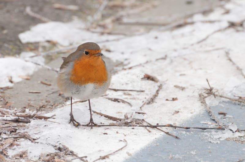 Fluffy European Robin Portrait Stock Photo - Image of portrait, bird ...