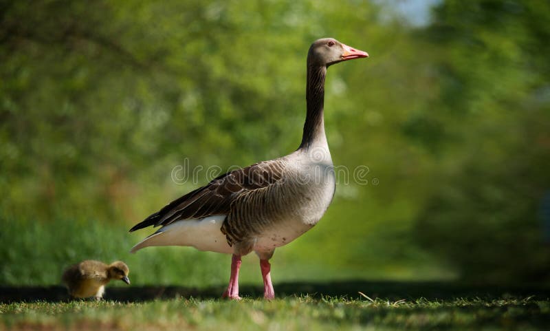 View of a Cute Goose in Its Habitat Stock Image - Image of bird, mammal ...