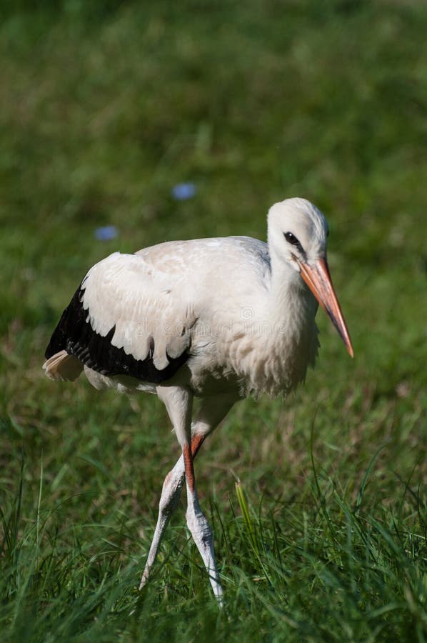 Juvenile Cute Stork Surrounded by Grass Stock Image - Image of juvenile ...
