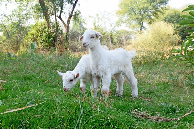 View of Cute Little White Goats Grazing in the Field Stock Image ...