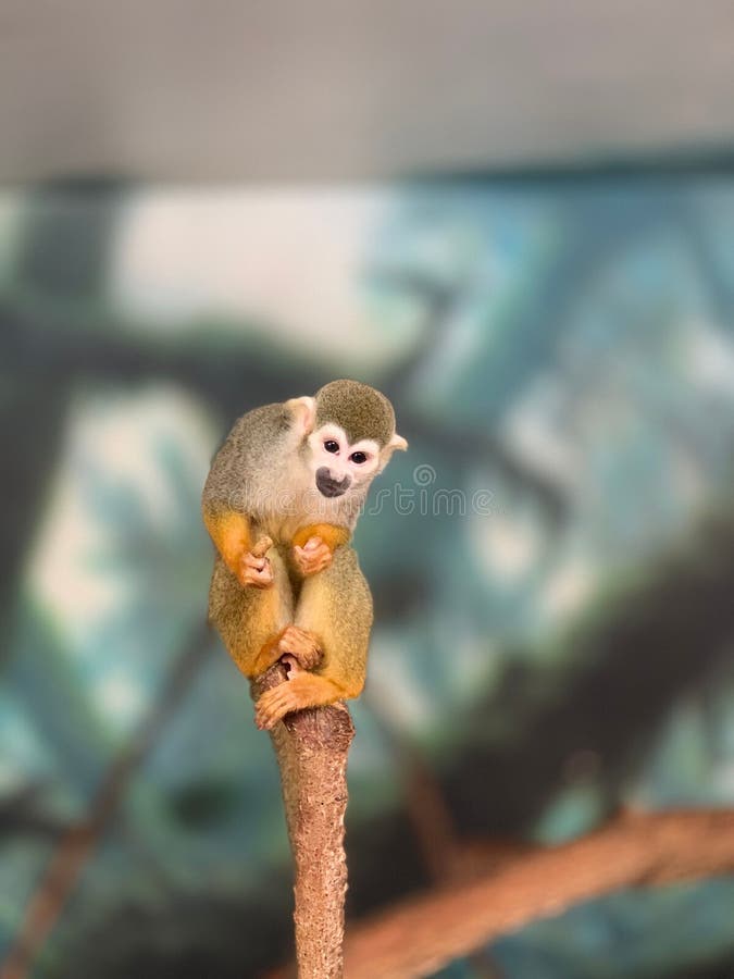 View of a Cute Squirrel Monkey Sitting on a Branch in a Zoo Stock Photo ...