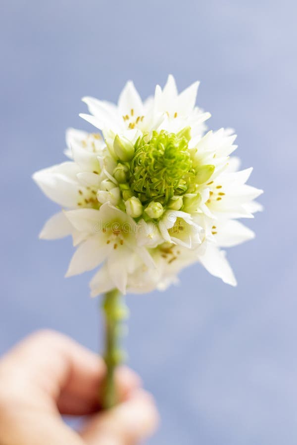 View of Cute Star of Bethlehem Flower Stock Image - Image of ecology ...