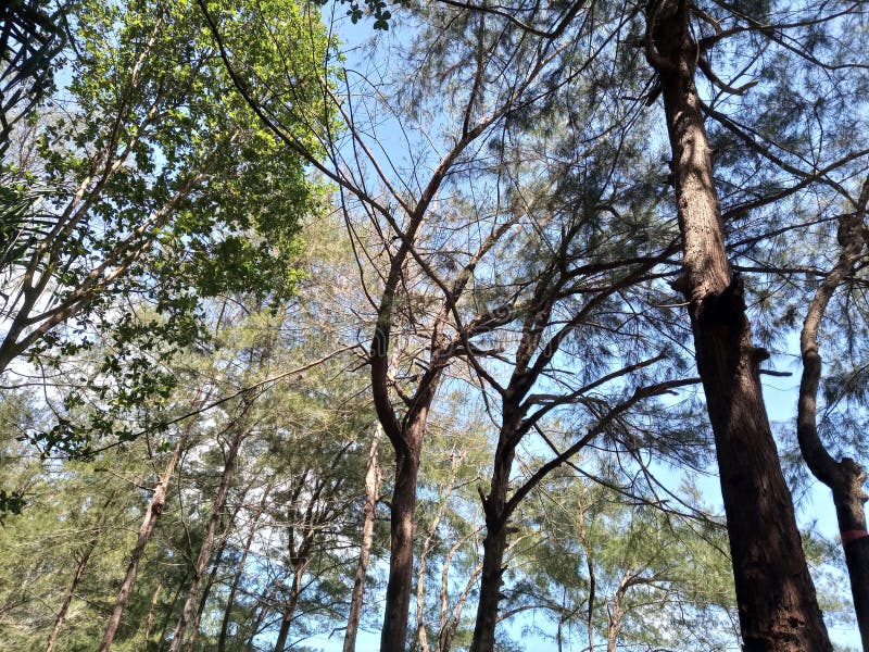 A View of the Cypress Forest in the Daytime Stock Image - Image of ...