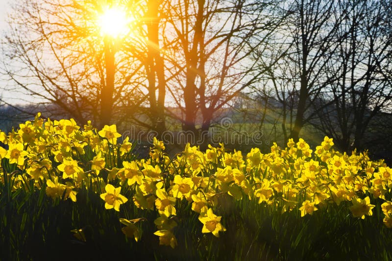 Spring Yellow Daffodils, Daffodils In The Light Of The Morning Sun ...
