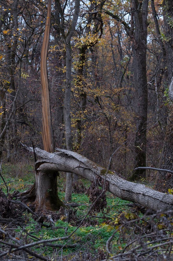 Tree Broken by Storm during Autumn, Hit by Lightning Stock Image ...