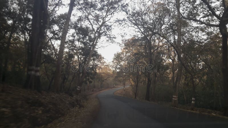 View of Dandeli Forest, Road Passing through the Trees of Dandeli ...