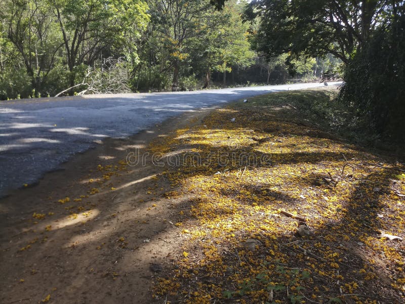 View of Dandeli Forest, Road Passing through the Trees of Dandeli ...