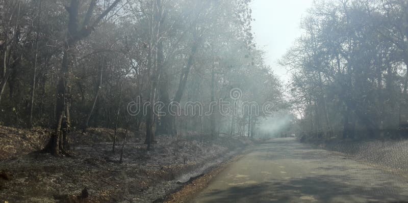 View of Dandeli Forest, Road Passing through the Trees of Dandeli ...
