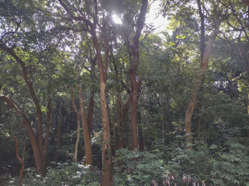 View of Dandeli Forest and Road Passing through the Trees of Dandeli ...