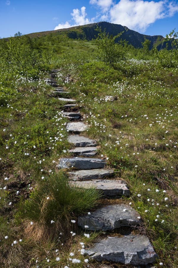 Dandelions Along the Trail To Raudmelen Peak Stock Image - Image of ...