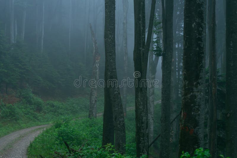 A view of a dark forest stock photo. Image of transluncani - 208847894