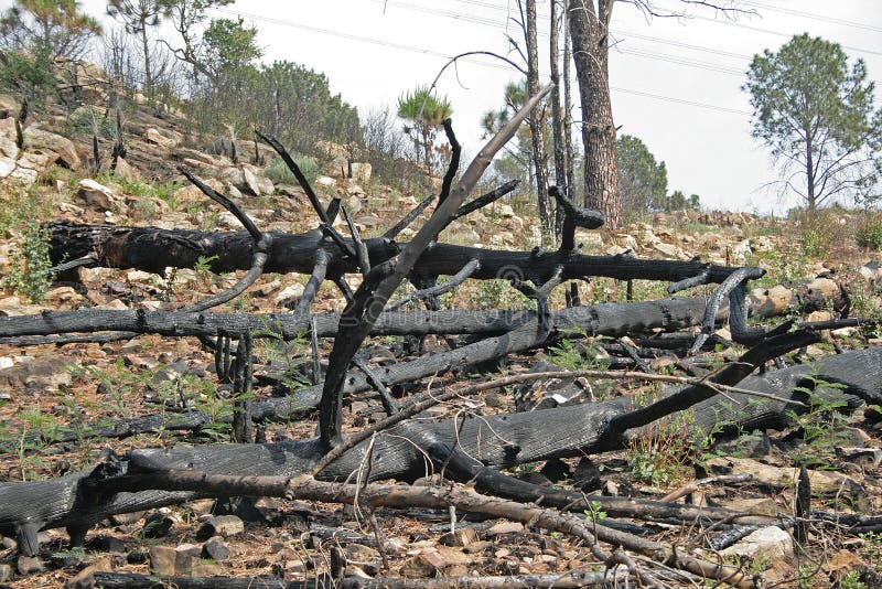 Black Scorched and Burnt Tree Trunks after a Fire Stock Photo - Image ...