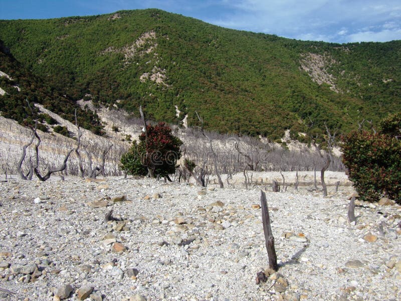 View of the Dead Forest of Mount Papandayan, West Java Stock Image ... View of the Dead Forest of Mount Papandayan, West Java Stock Image ...