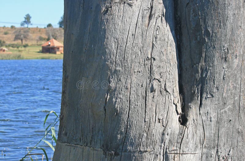 VIEW of GREY TRUNK of a DEAD TREE Stock Image - Image of morning ...