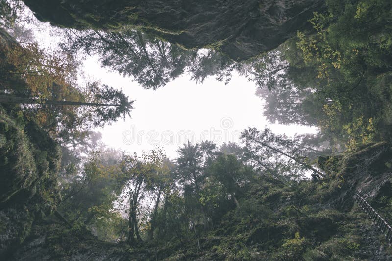 View from Deep Cave To the Sky through Trees - Vintage Retro Eff Stock ...