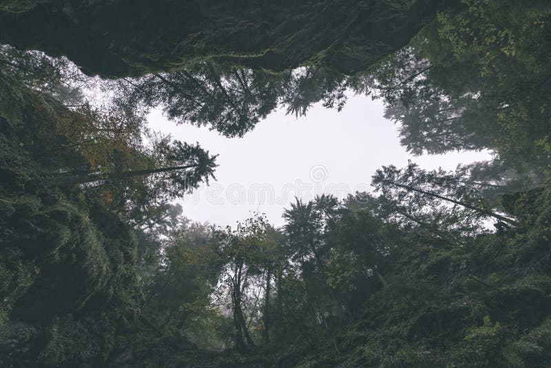 View from Deep Cave To the Sky through Trees - Vintage Retro Eff Stock ...