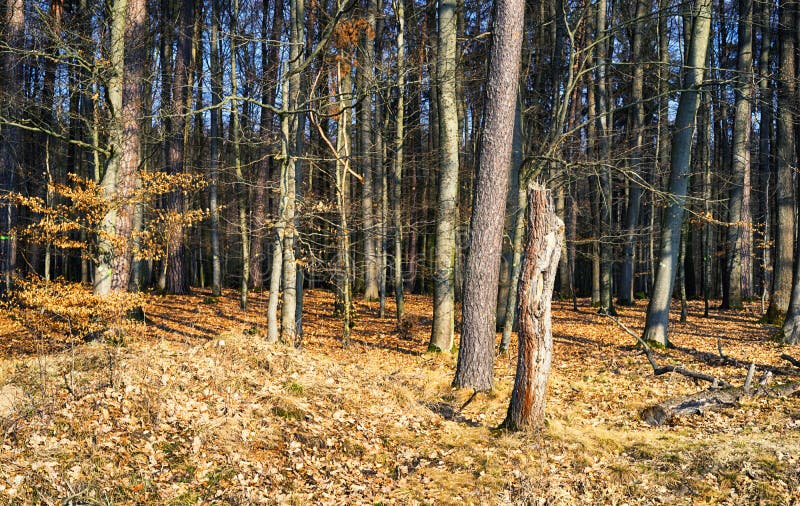 View into the Deep German Forest Stock Image - Image of hiking, deep ...