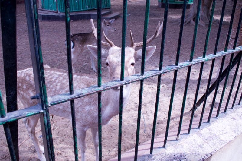 A View of a Deer from Inside the Cage Stock Image - Image of arctos ...