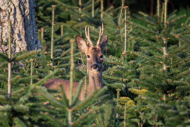 View of the Deer among the Pine Trees Stock Photo - Image of natural ...