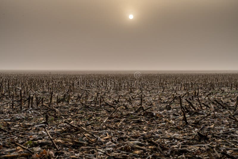 View of Deforestation with a Sun in the Background Stock Photo - Image ...