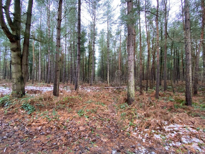 A view of Delamere Forest stock image. Image of whitchurch - 206265155