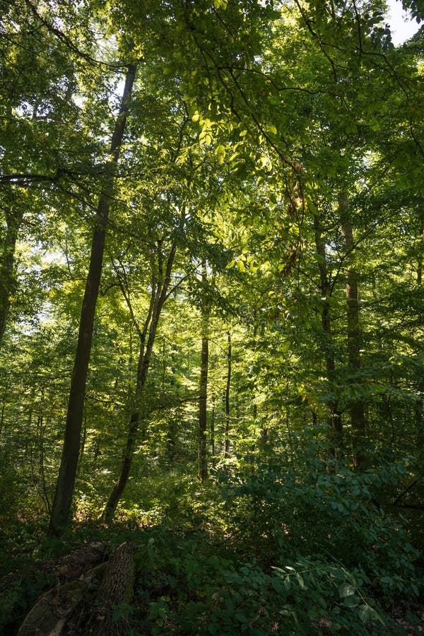 View into a Dense Deciduous Forest in a Wooded Area in the Palatinate ...