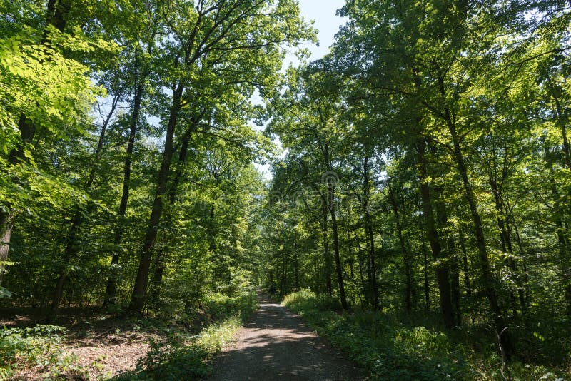 View into a Dense Deciduous Forest in a Wooded Area in the Palatinate ...
