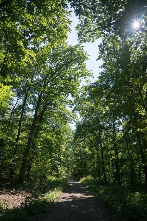 View into a Dense Deciduous Forest in a Wooded Area in the Palatinate ...