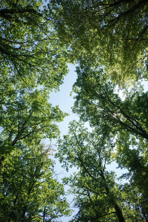 View into a Dense Deciduous Forest in a Wooded Area in the Palatinate ...