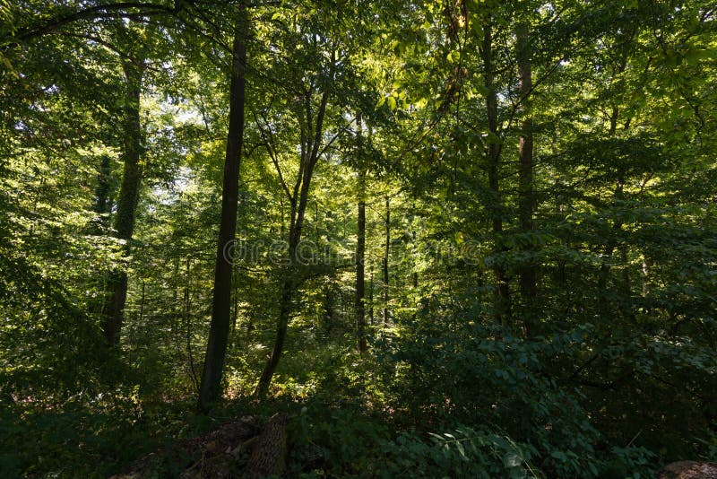 View into a Dense Deciduous Forest in a Wooded Area in the Palatinate ...