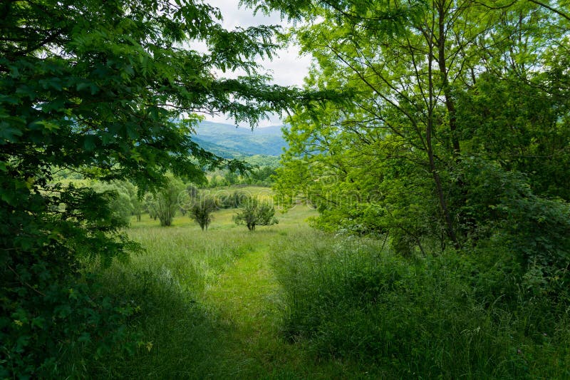 Tranquil Path through Lush Meadows: Exploring the Beauty of Nature ...