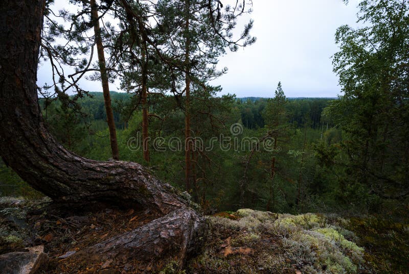 View of Dense Forest Landscape from a Rocky Cliff with a Twisted Tree ...