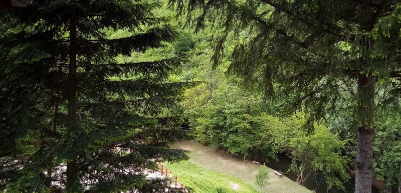 Tree canopy in dark green stock image. Image of dark - 222405435