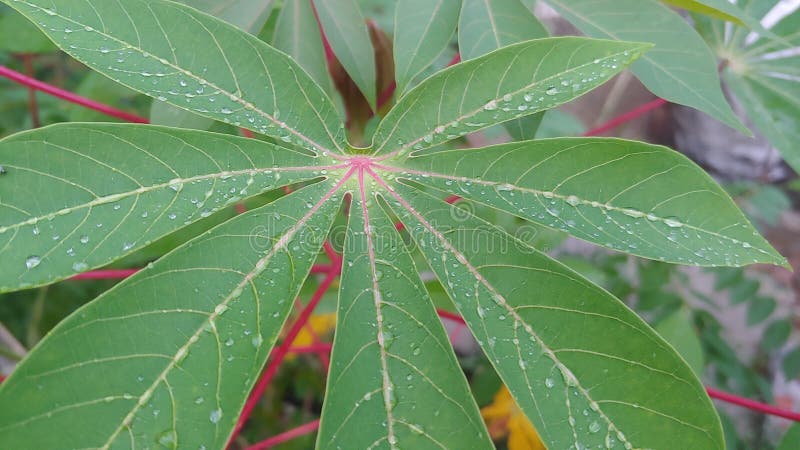 View of Dew and Leaf Bones from Above Stock Photo - Image of beauty ...