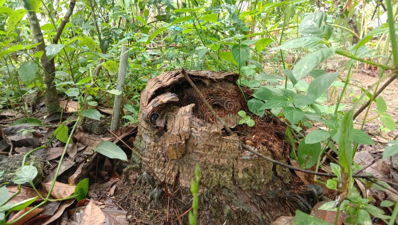 View of Died Coconut Trunk. Stock Photo - Image of plant, environment ...