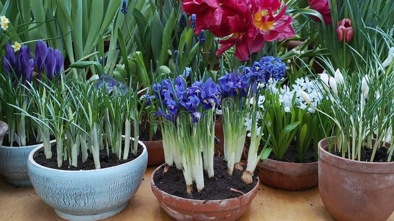View of Different Blooming Spring Flowers in Pots that are on the Table ...