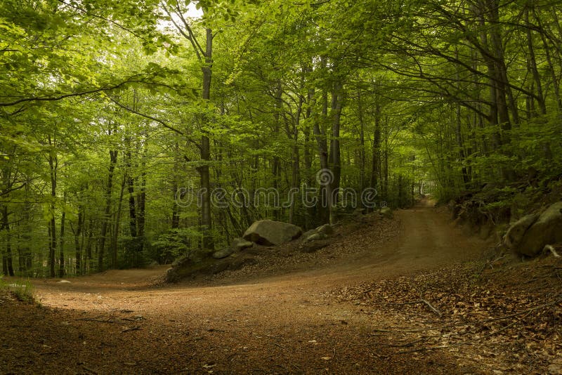 View of a Dirt Road in the Green Forest Stock Photo - Image of woods ...