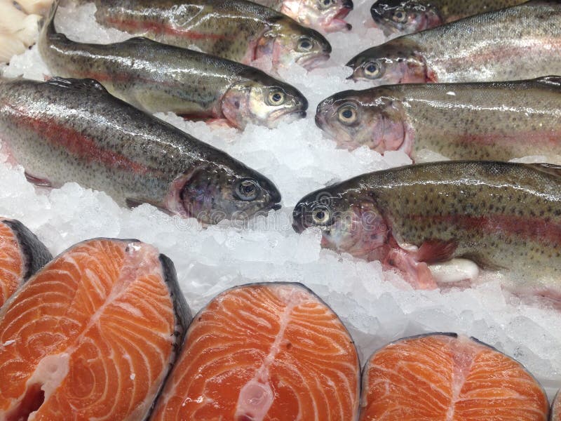 Seafood display case stock image. Image of salmon, shellfish - 115974467