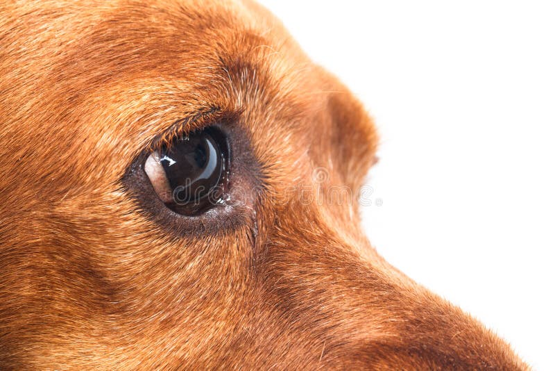 View of Dog Eye stock photo. Image of cute, feather, background - 32916850