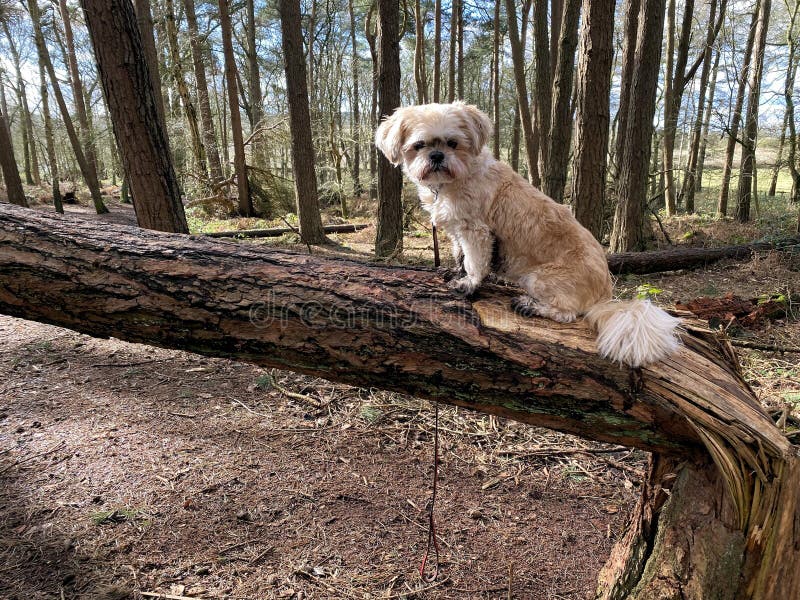 A view of a Dog on a Tree stock image. Image of tree - 310028507