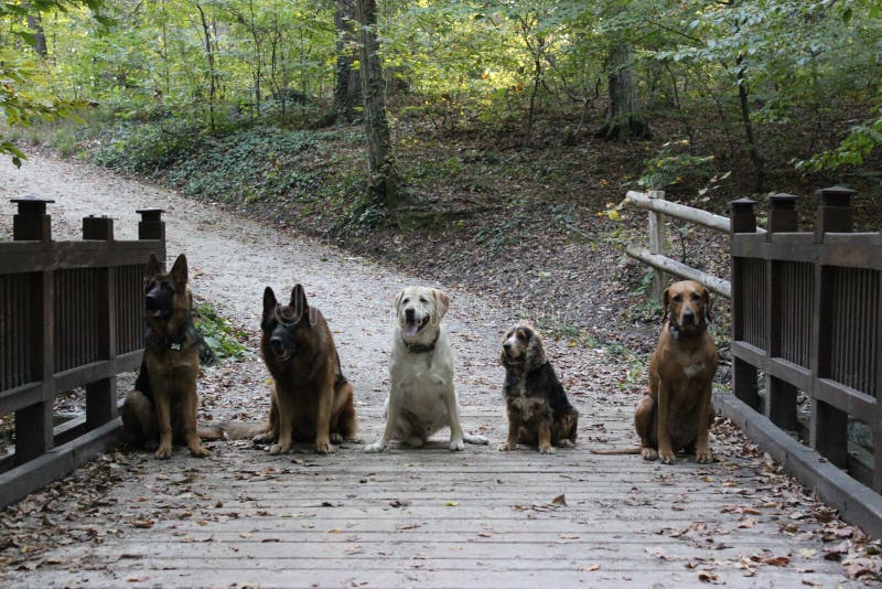 Dogs guarding house stock photo. Image of mammals, stand - 34526676