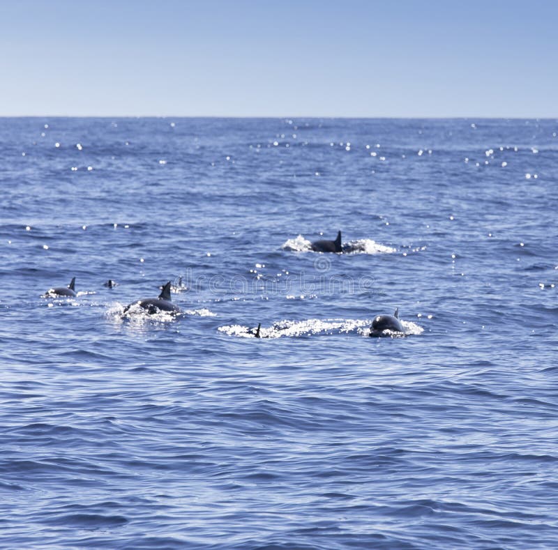 View of Dolphin at La Reunion Stock Photo - Image of dive, mammal ...