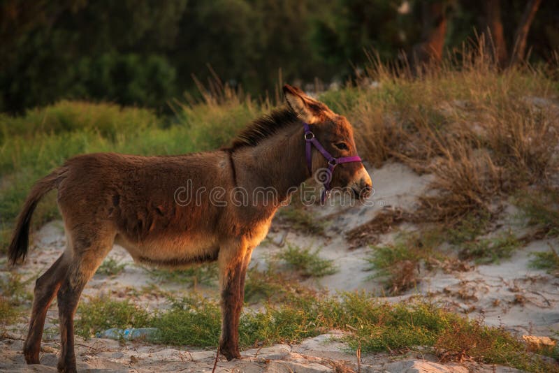 View of Donkey on the Beach at Kos Island Stock Image - Image of lonely ...