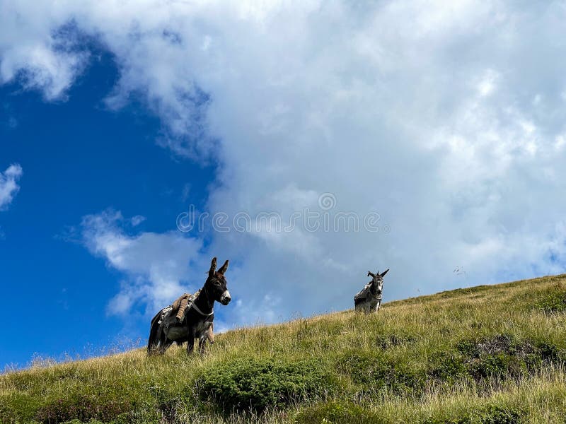 The View of Donkeys in the Mountains Stock Photo - Image of scenery ...