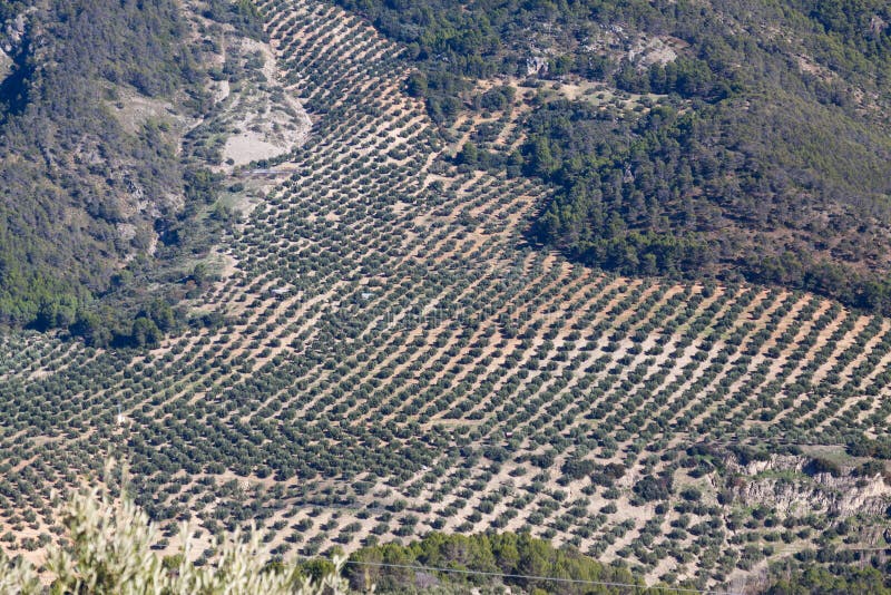View Down the Hill at Olives Fields Stock Image - Image of europe ...